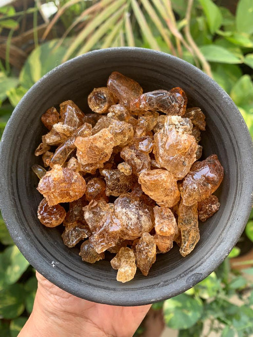 Aranaya Baval tree Gond(Edible Gum/Dink/Antu) – Aranya India