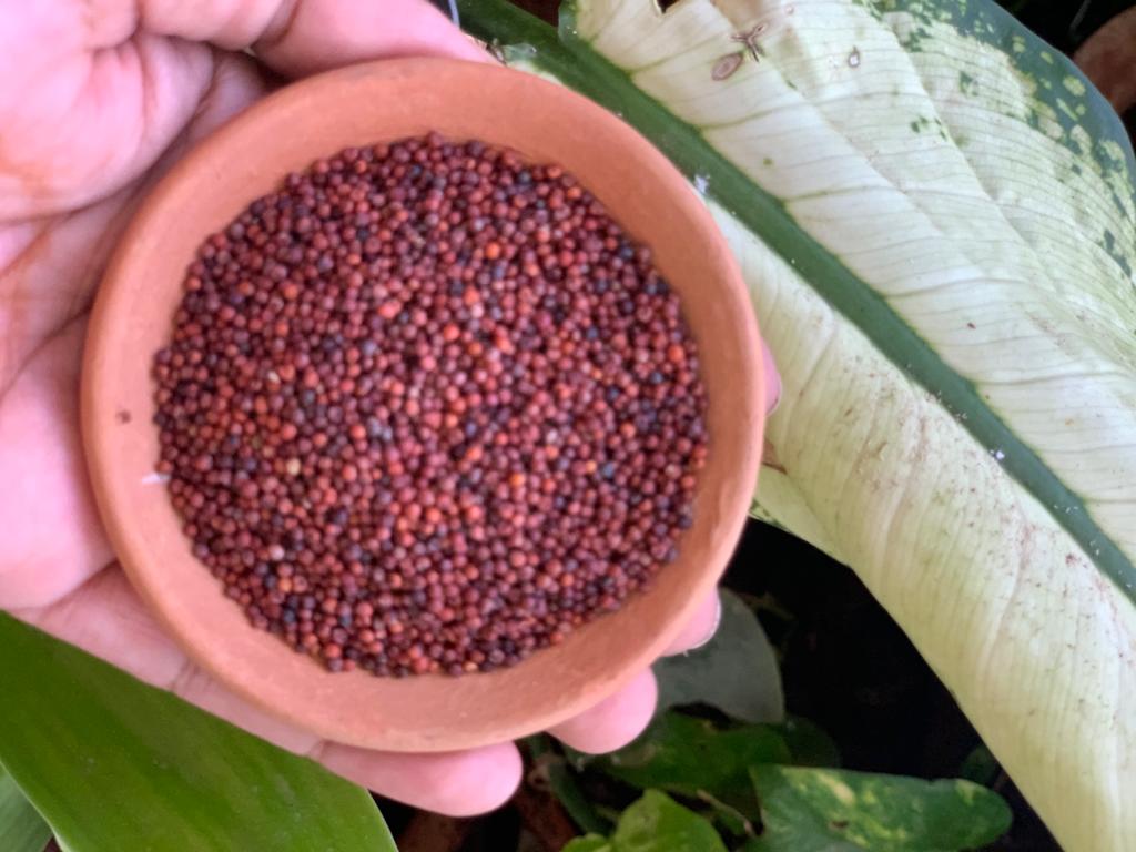 Aranya Finger Millet (Ragi/Bavto/Nachani))Seeds – Aranya India
