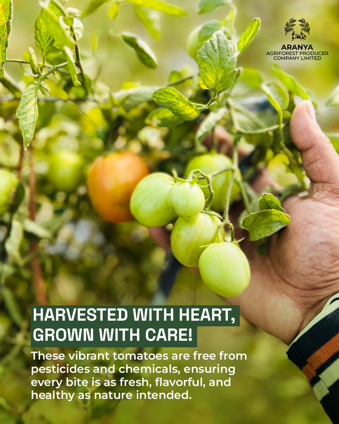 Aranya India – Aranya India