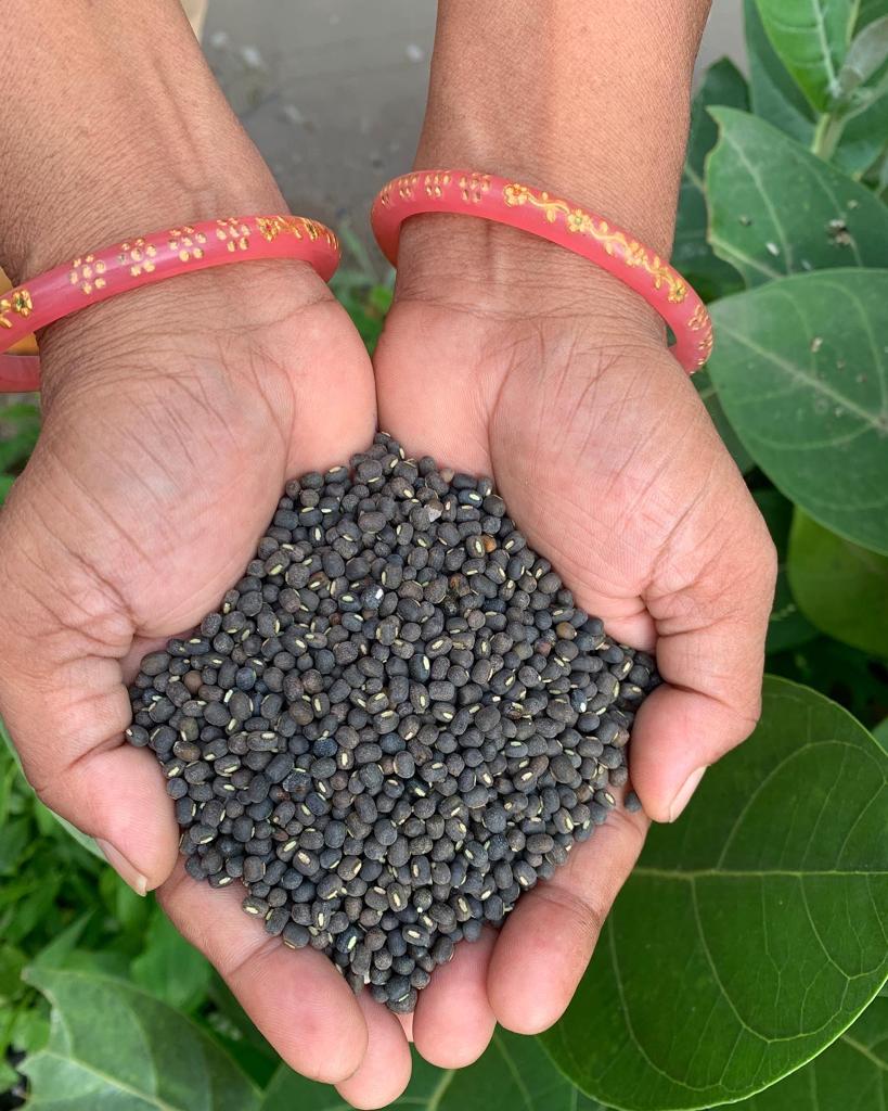 Aranya Unpolished Udad/ Black Gram – Aranya India