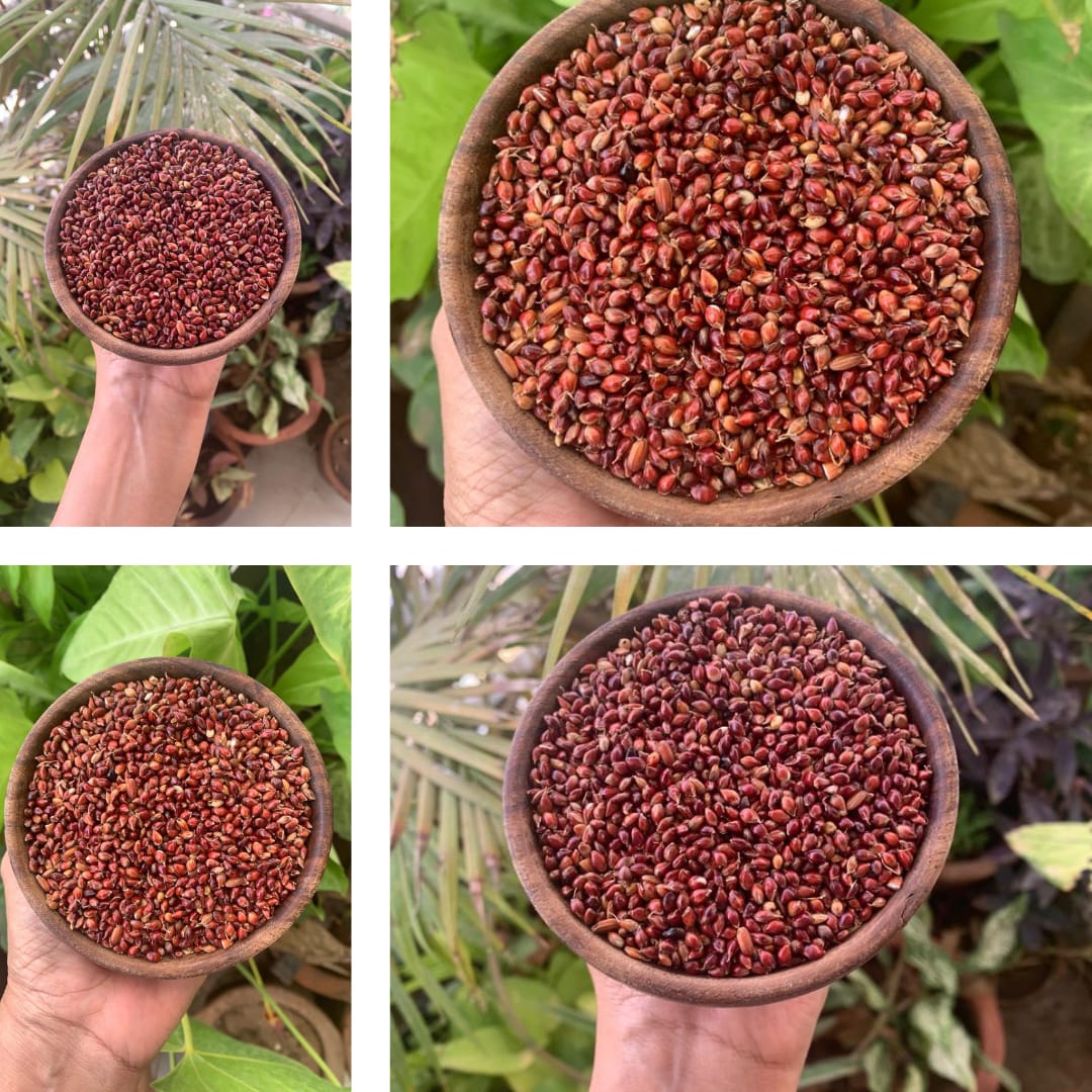Aranya Red Millet – Aranya India