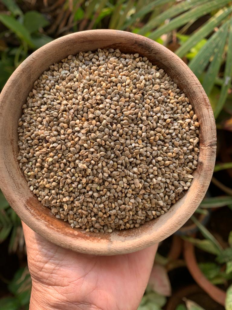 Banti Millet (Sawa/Jhangora) – Rare Indigenous Whole Grain – Aranya India